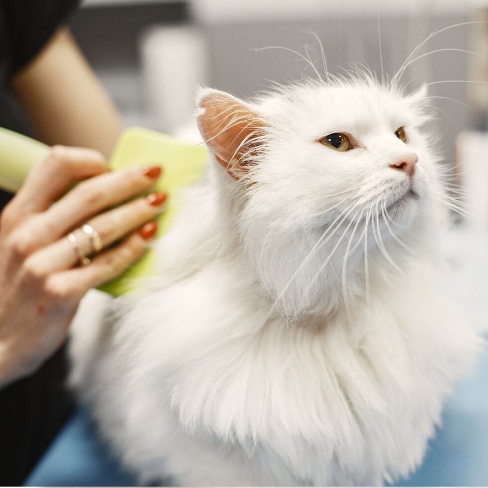 Pet Grooming In Madison, MS | All Creatures Animal Care Center